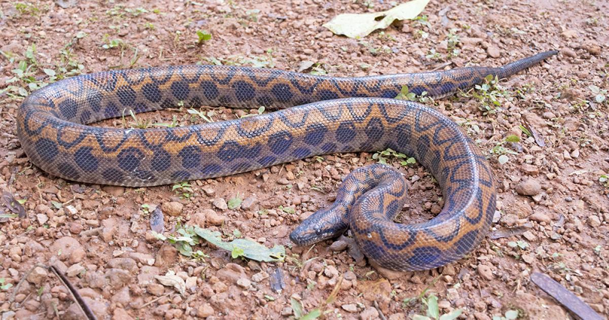 Jiboia-arco-íris-da-Amazônia #266630 - Biofaces - Bring Nature Closer