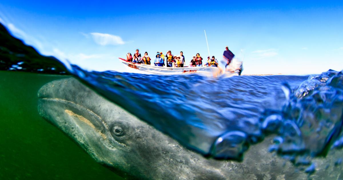 Baleia-cinzenta #266663 - Biofaces - Bring Nature Closer