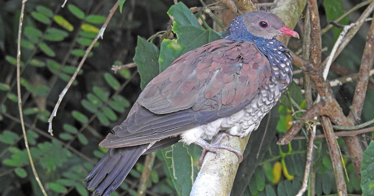 Pomba-trocal #266669 - Biofaces - Bring Nature Closer