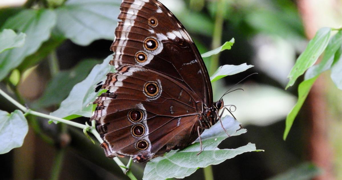 Morpho #266742 - Biofaces - Bring Nature Closer