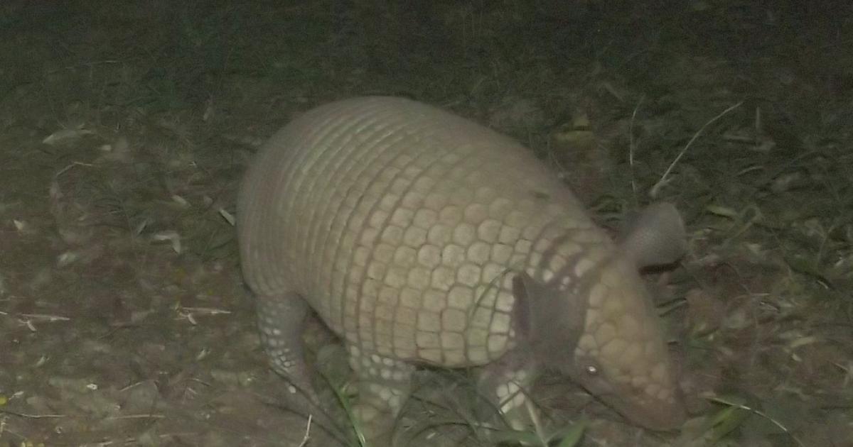 Tatu #267030 - Biofaces - Bring Nature Closer