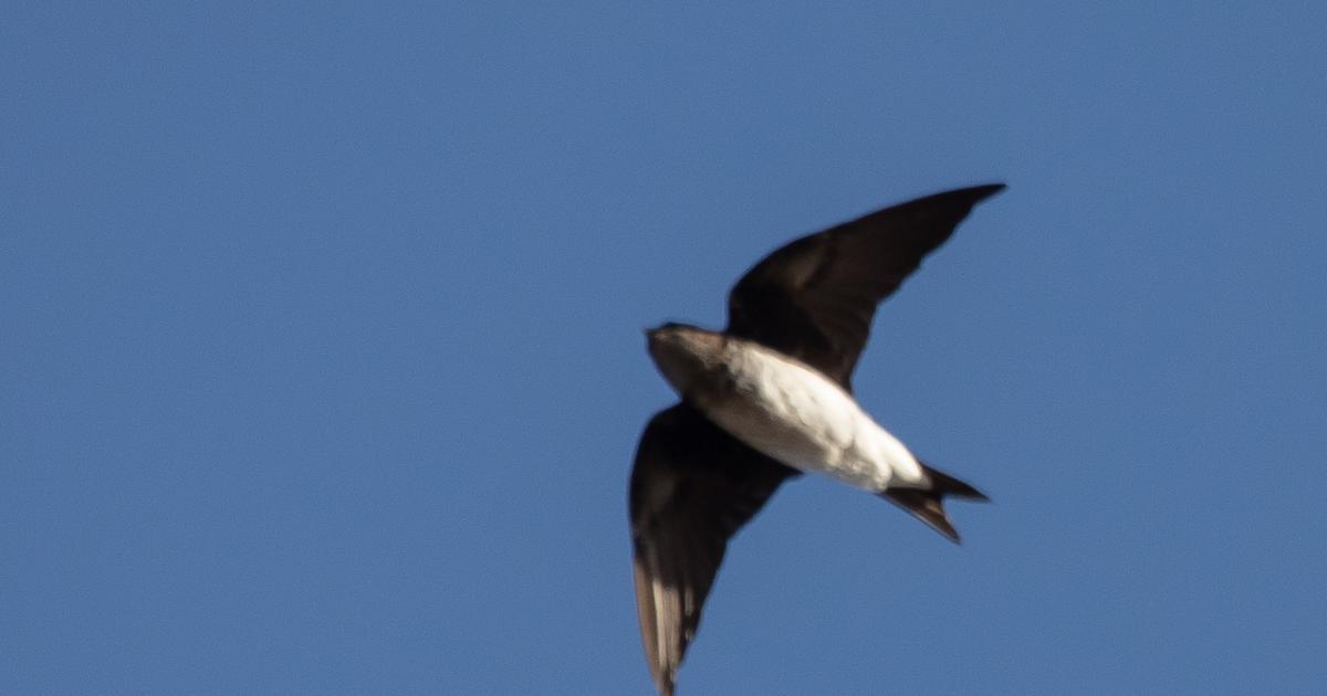 Andorinha-grande #267079 - Biofaces - Bring Nature Closer