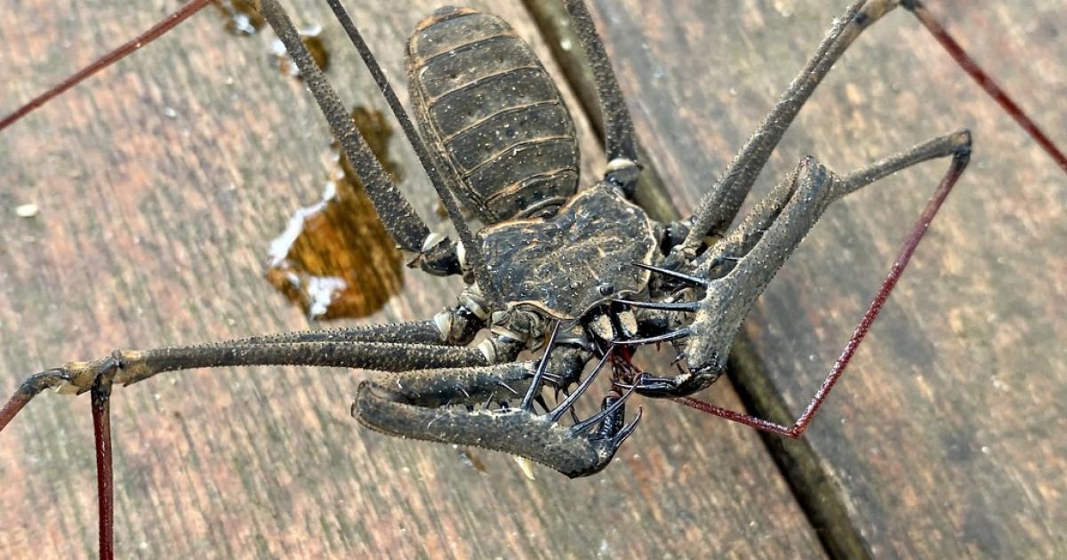 Amblipígio #267086 - Biofaces - Bring Nature Closer