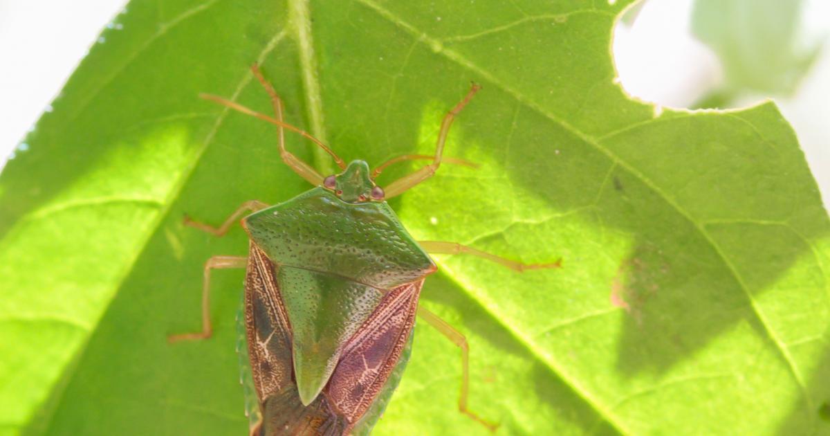 Percevejo #267173 - Biofaces - Bring Nature Closer