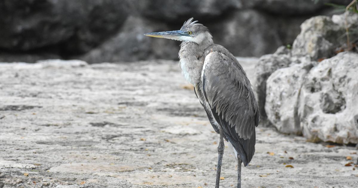 Garça-azul-grande #267269 - Biofaces - Bring Nature Closer