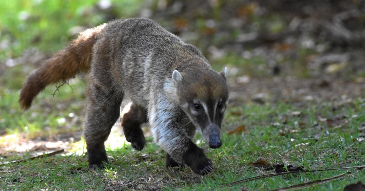 Quati-de-Nariz-Branco #267582 - Biofaces - Bring Nature Closer