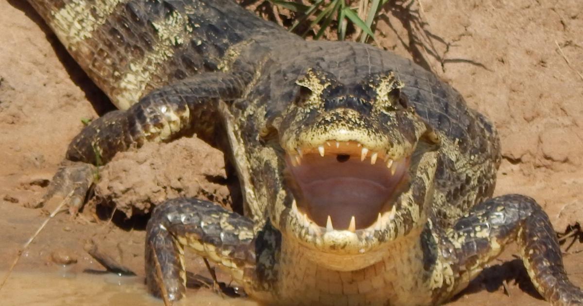 Jacaré-do-pantanal #267745 - Biofaces - Bring Nature Closer