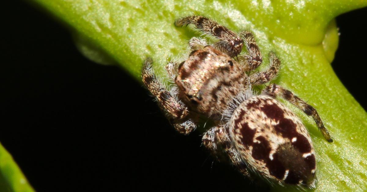 Aranha-saltadora #267803 - Biofaces - Bring Nature Closer