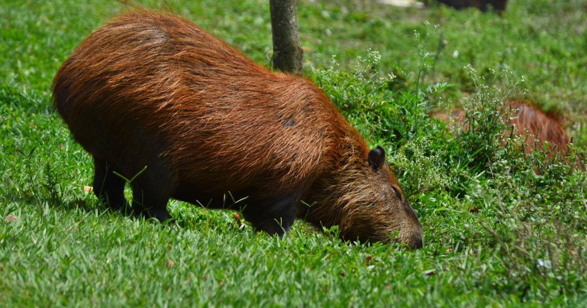 Capivara #267916 - Biofaces - Bring Nature Closer