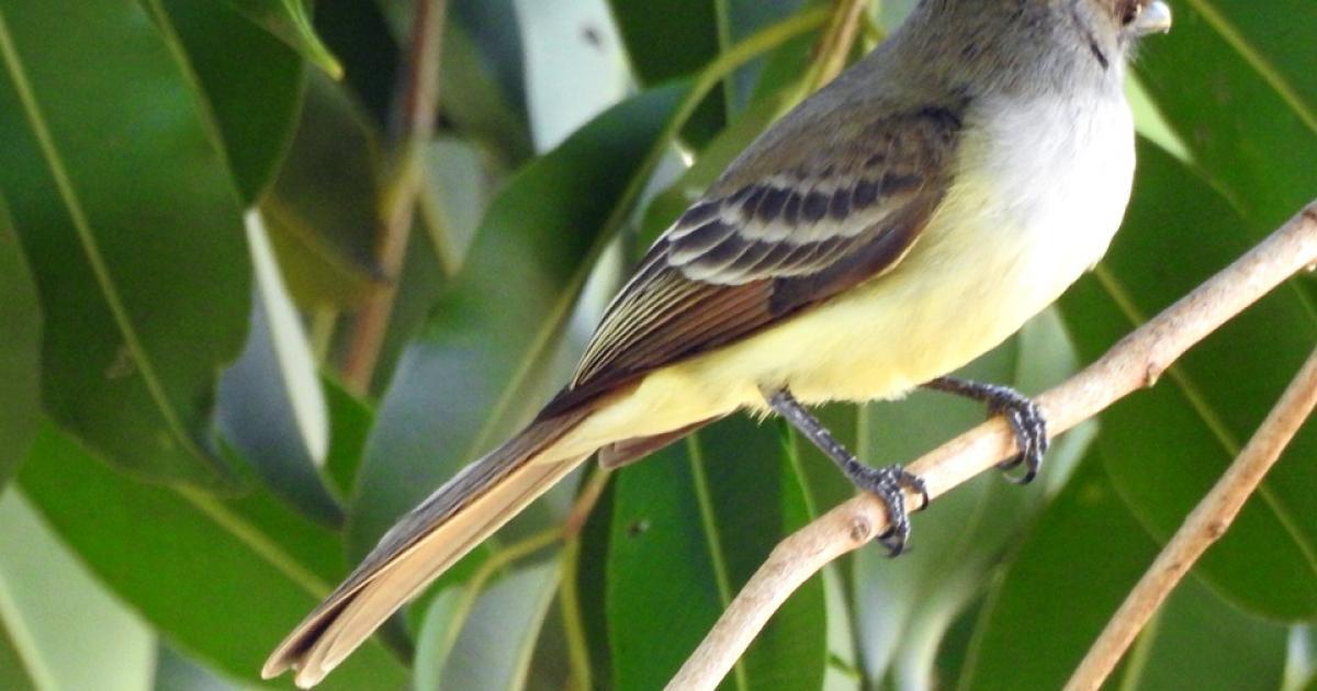 Myiarchus #267945 - Biofaces - Bring Nature Closer