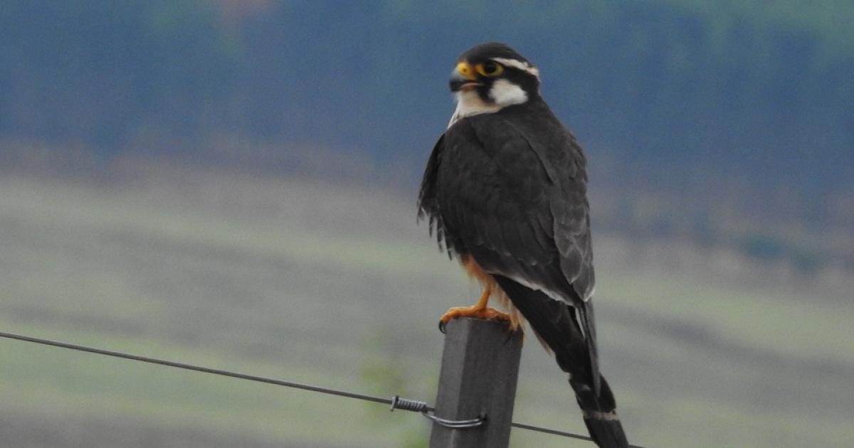 Falco #268191 - Biofaces - Bring Nature Closer