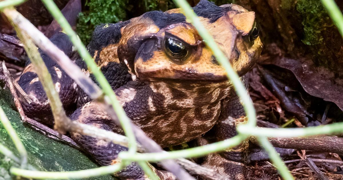 sapo #268245 - Biofaces - Bring Nature Closer