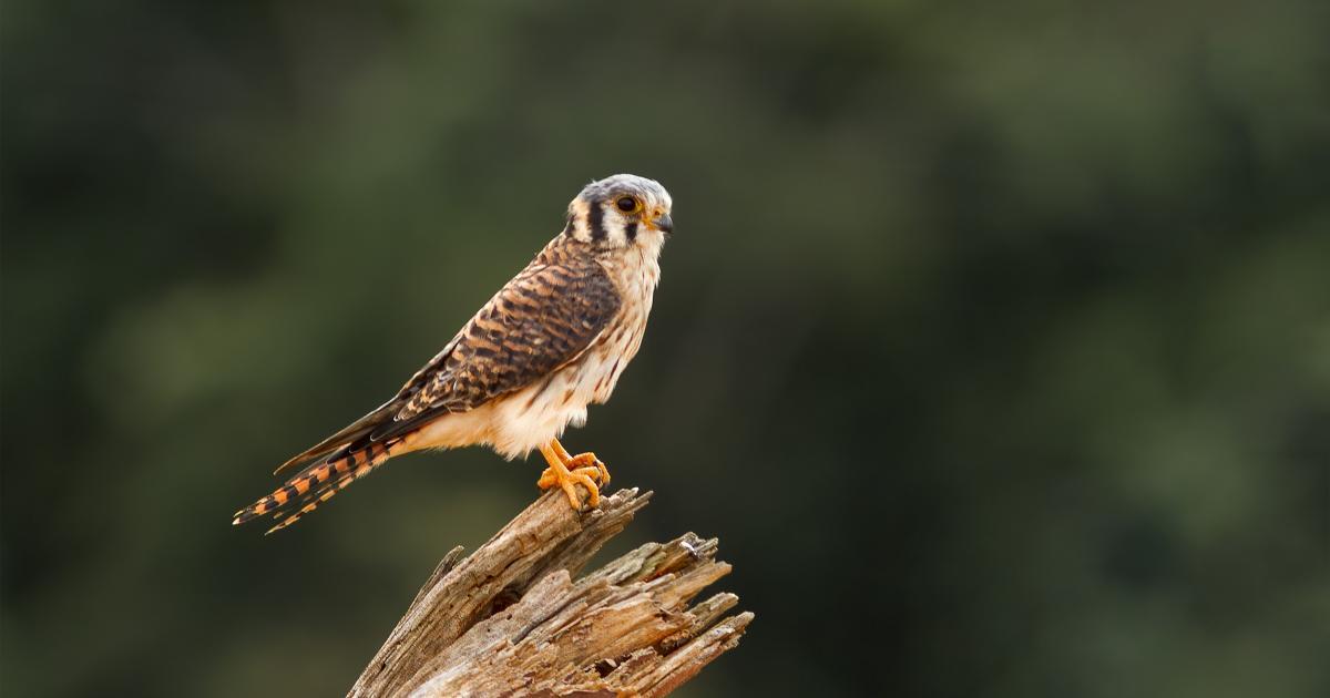 Falco #268315 - Biofaces - Bring Nature Closer