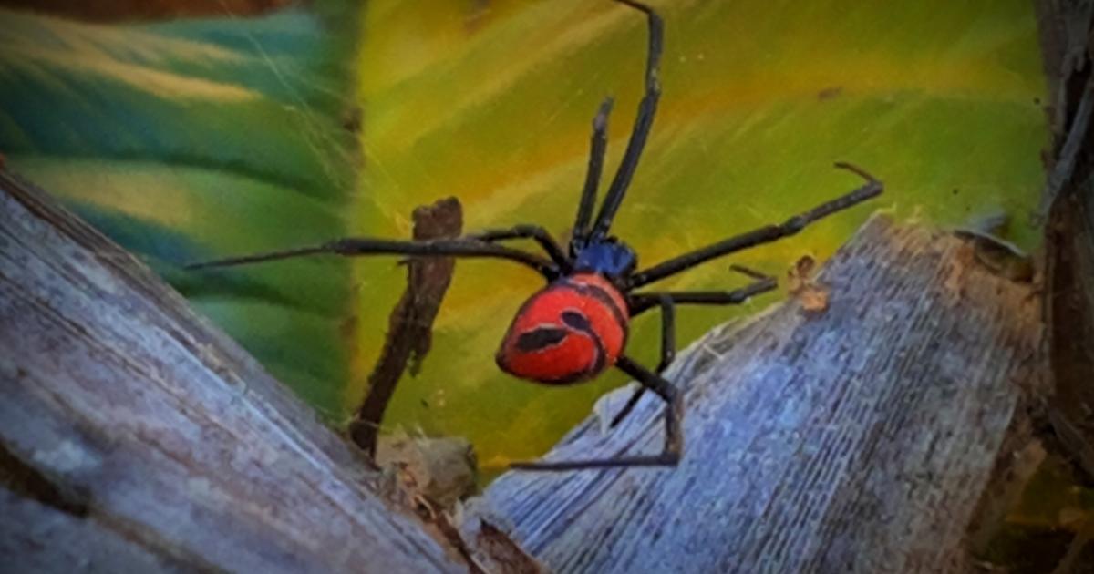 Latrodectus #268475 - Biofaces - Bring Nature Closer