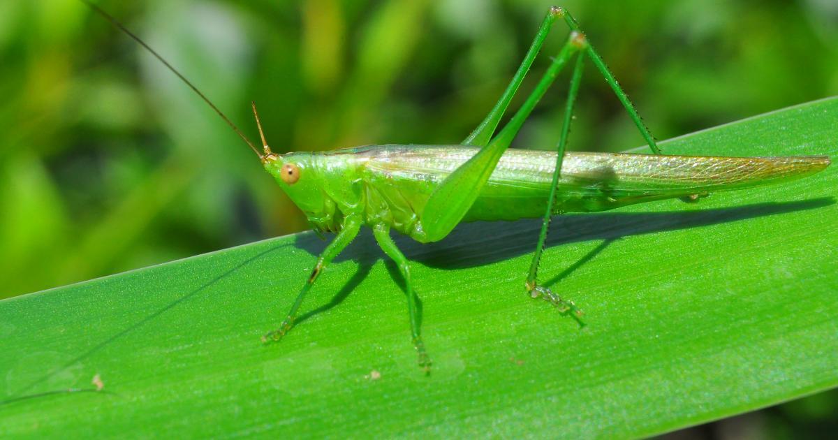 Conocephalus #268870 - Biofaces - Bring Nature Closer