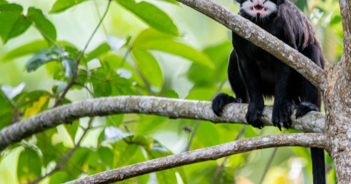 sagui #269065 - Biofaces - Bring Nature Closer