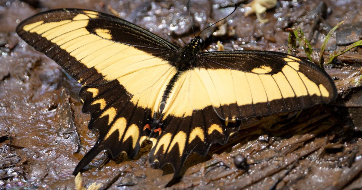 Papilio #269322 - Biofaces - Bring Nature Closer