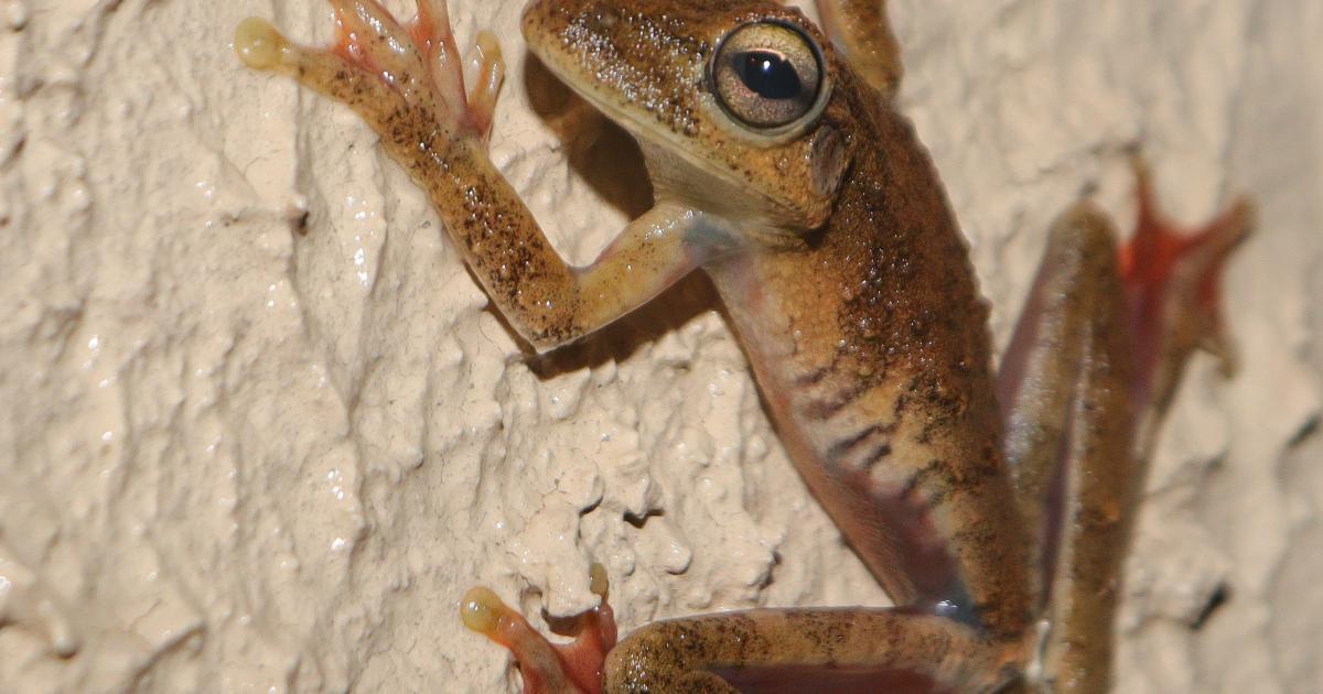 Boana #269459 - Biofaces - Bring Nature Closer