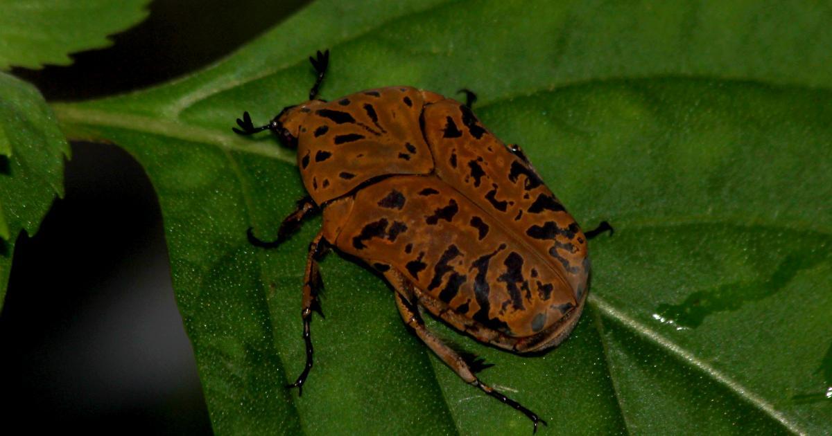 Gymnetis #269467 - Biofaces - Bring Nature Closer