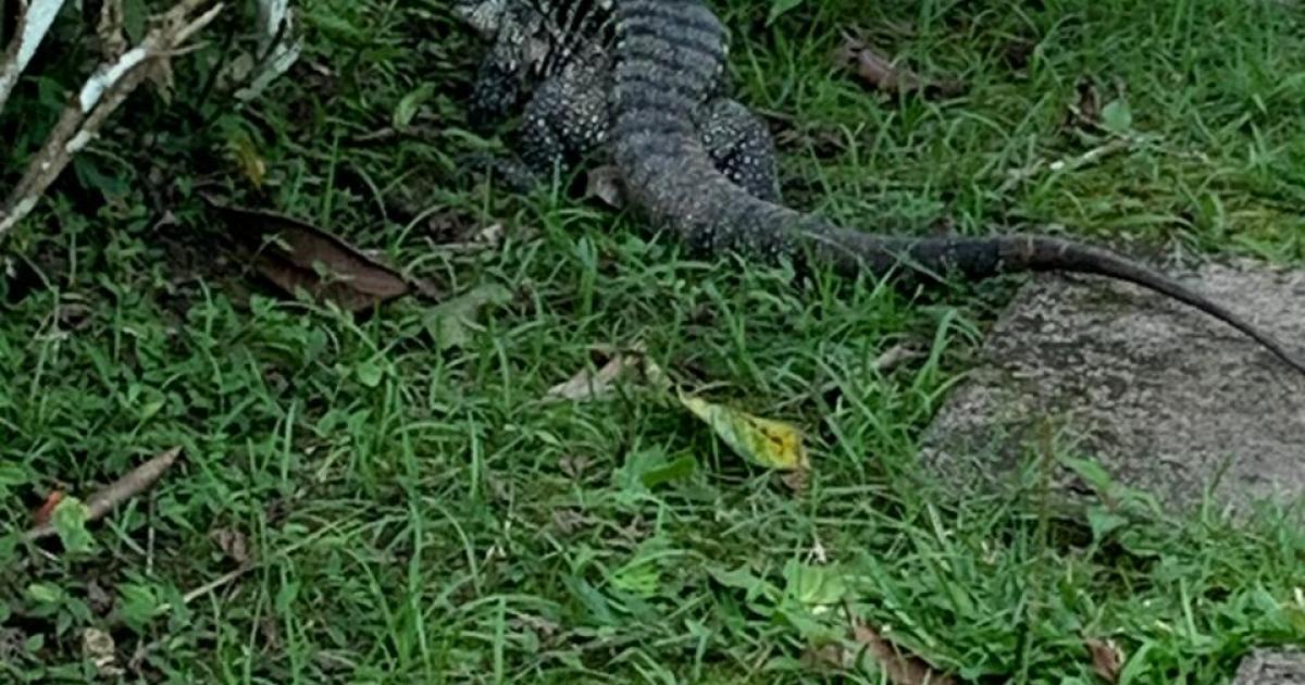 Teiú #269681 - Biofaces - Bring Nature Closer