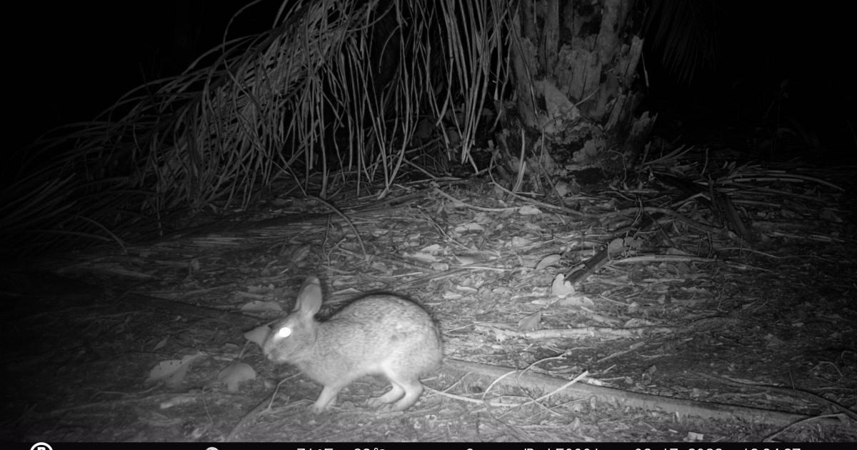 Tapiti #269875 - Biofaces - Bring Nature Closer