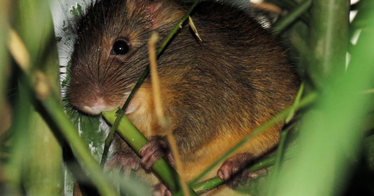 Rato-da-taquara #270110 - Biofaces - Bring Nature Closer