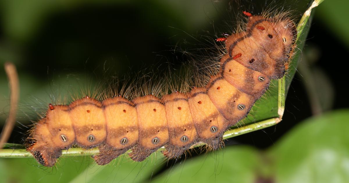 Lagarta #270120 - Biofaces - Bring Nature Closer