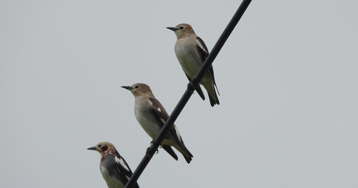 Agropsar #270260 - Biofaces - Bring Nature Closer