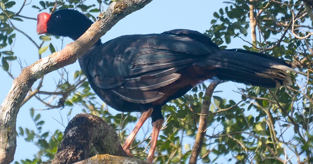 mutum-cavalo #270321 - Biofaces - Bring Nature Closer