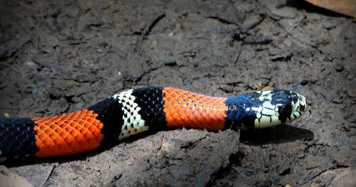 Falsa-coral #270717 - Biofaces - Bring Nature Closer