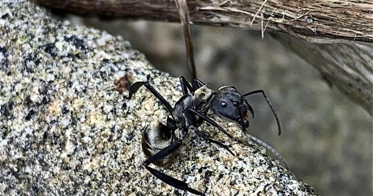 Formiga-dourada #271083 - Biofaces - Bring Nature Closer