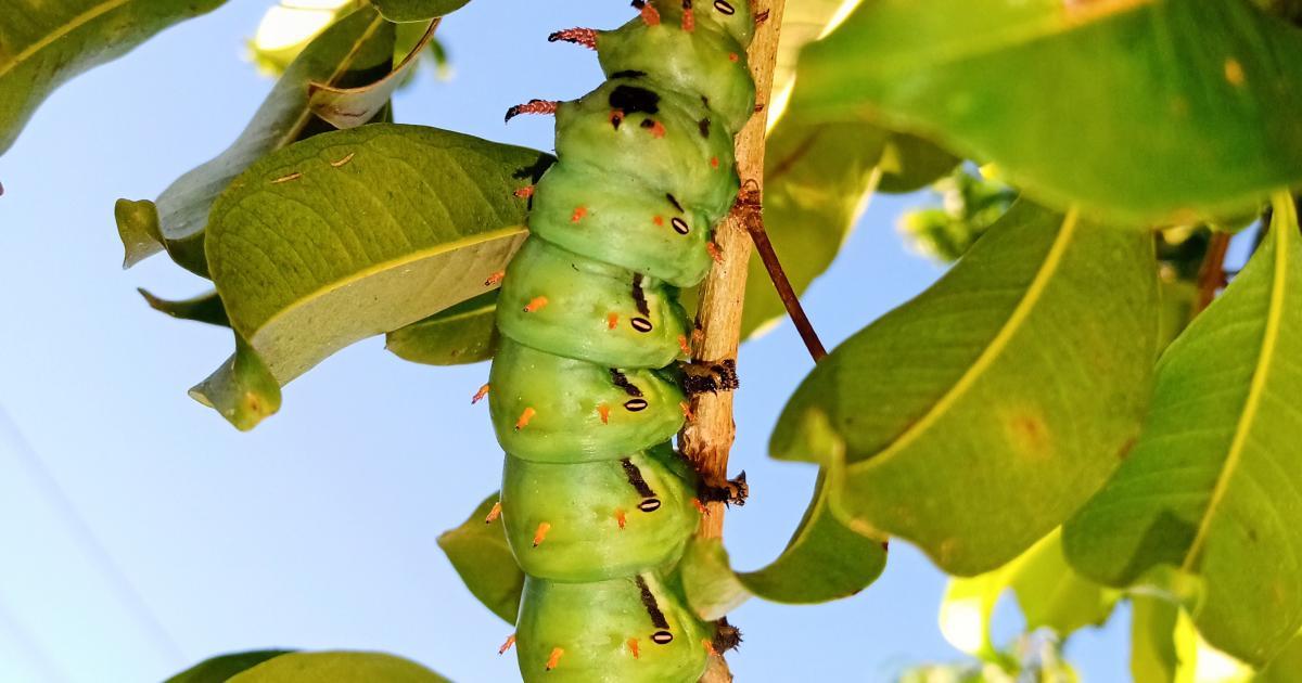 Lagarta #271266 - Biofaces - Bring Nature Closer