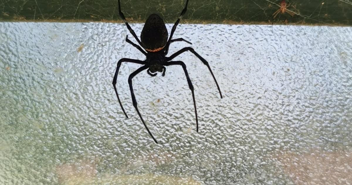 Aranha-maria-bola #271335 - Biofaces - Bring Nature Closer