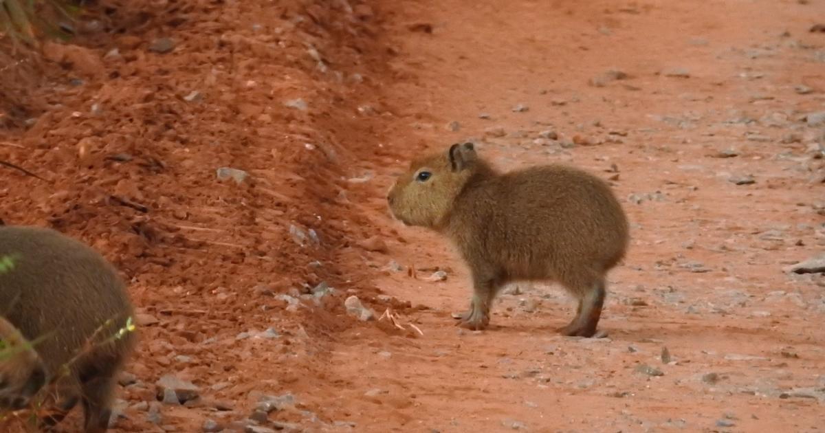 Capivara #271597 - Biofaces - Bring Nature Closer