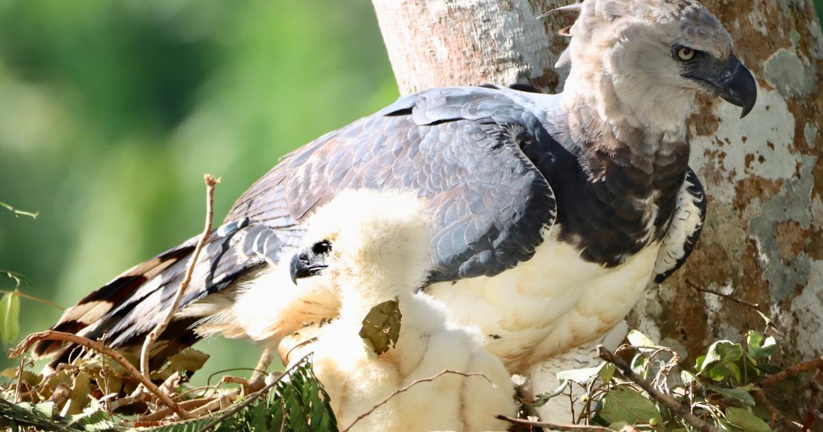 Harpia #272418 - Biofaces - Bring Nature Closer