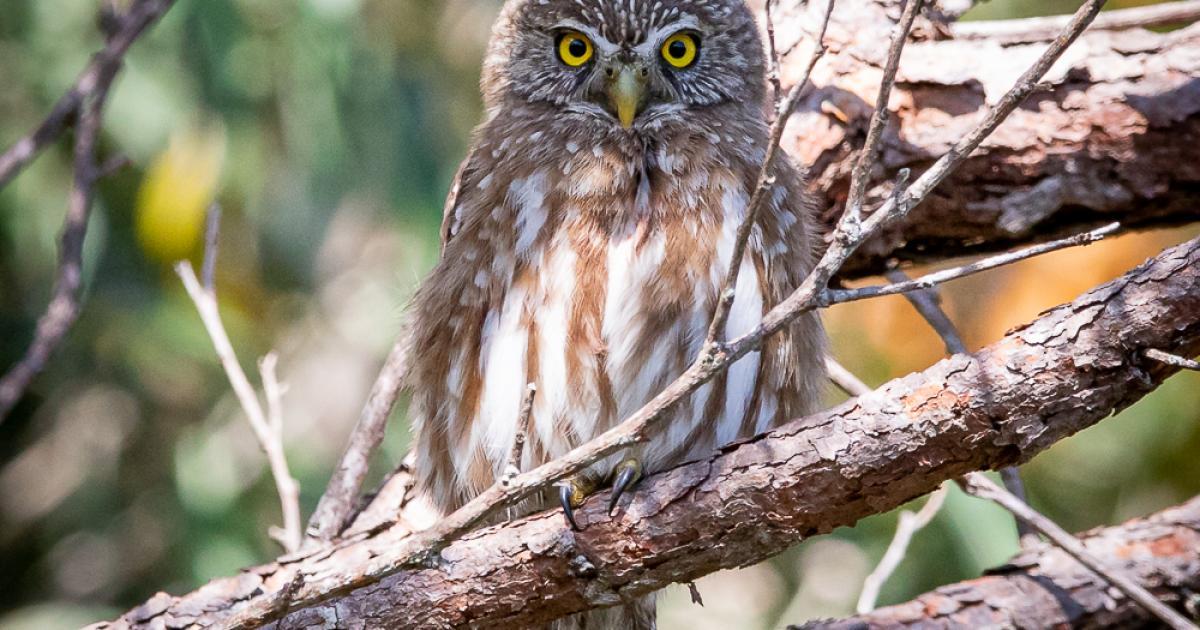 Caburé #272682 - Biofaces - Bring Nature Closer