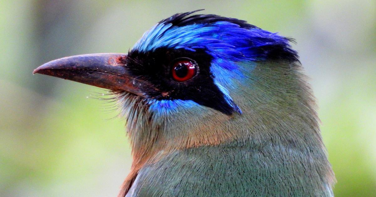 Udu-de-coroa-azul #272749 - Biofaces - Bring Nature Closer