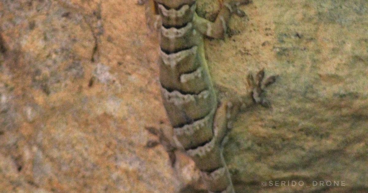 Briba #272805 - Biofaces - Bring Nature Closer