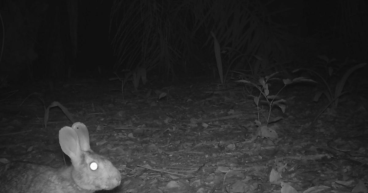 Tapiti #272963 - Biofaces - Bring Nature Closer