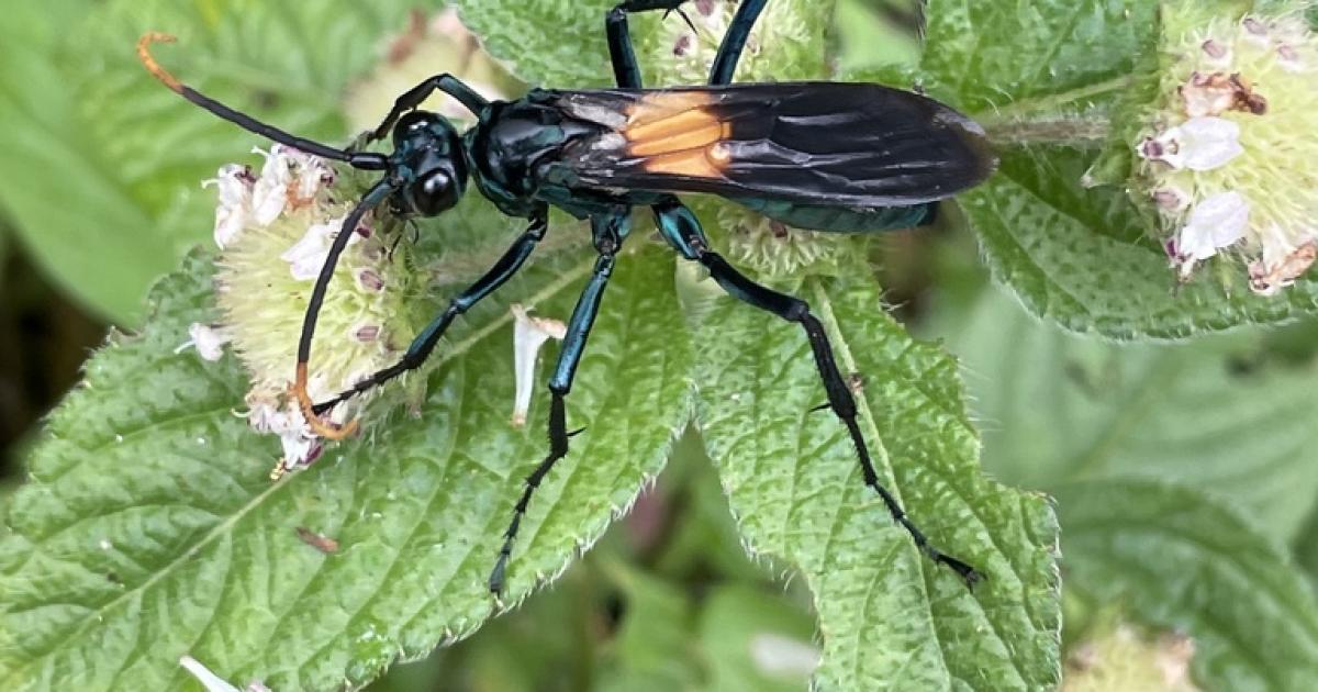 Vespa-cavalo-do-cão #273056 - Biofaces - Bring Nature Closer