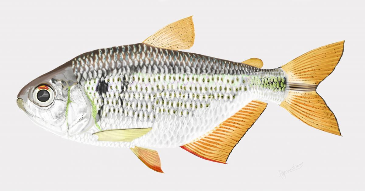 lambarí-do-rabo-amarelo #273243 - Biofaces - Bring Nature Closer