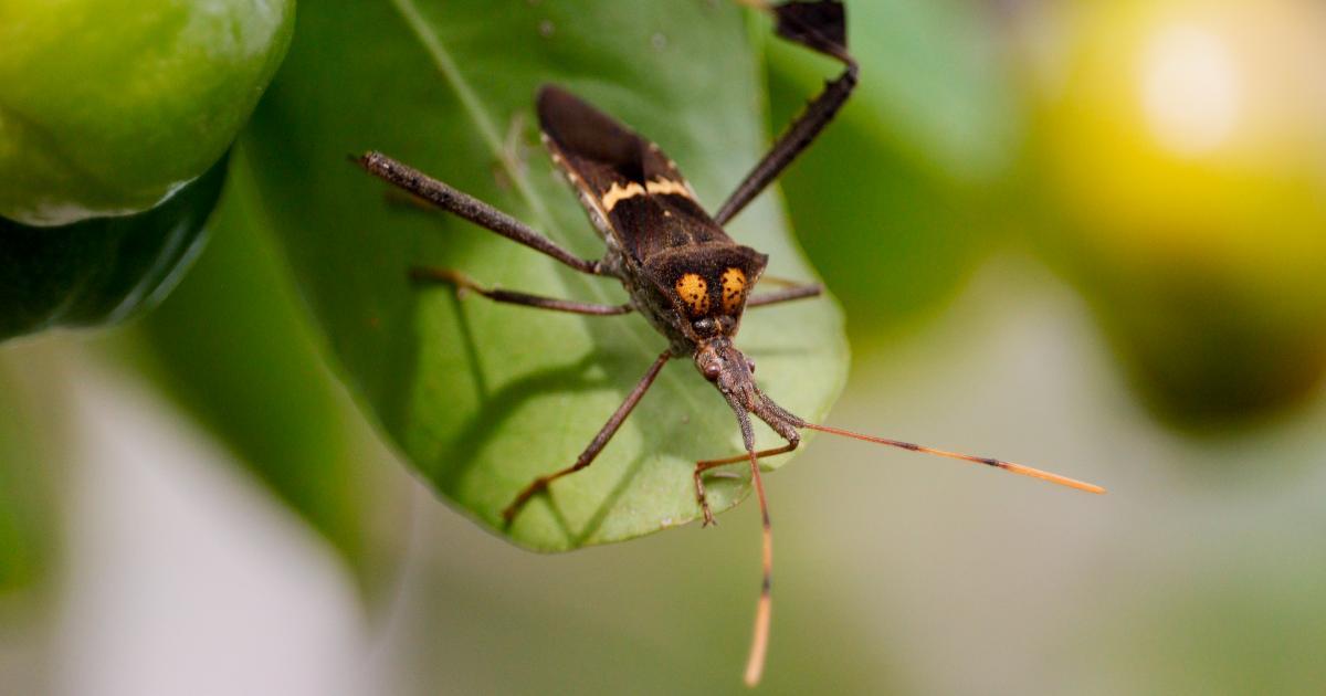 Percevejo-gaúcho #273673 - Biofaces - Bring Nature Closer