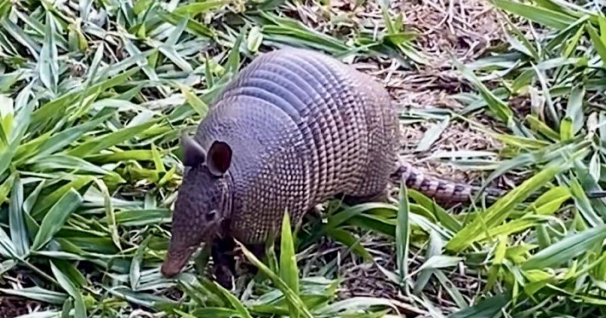 Tatu #273691 - Biofaces - Bring Nature Closer