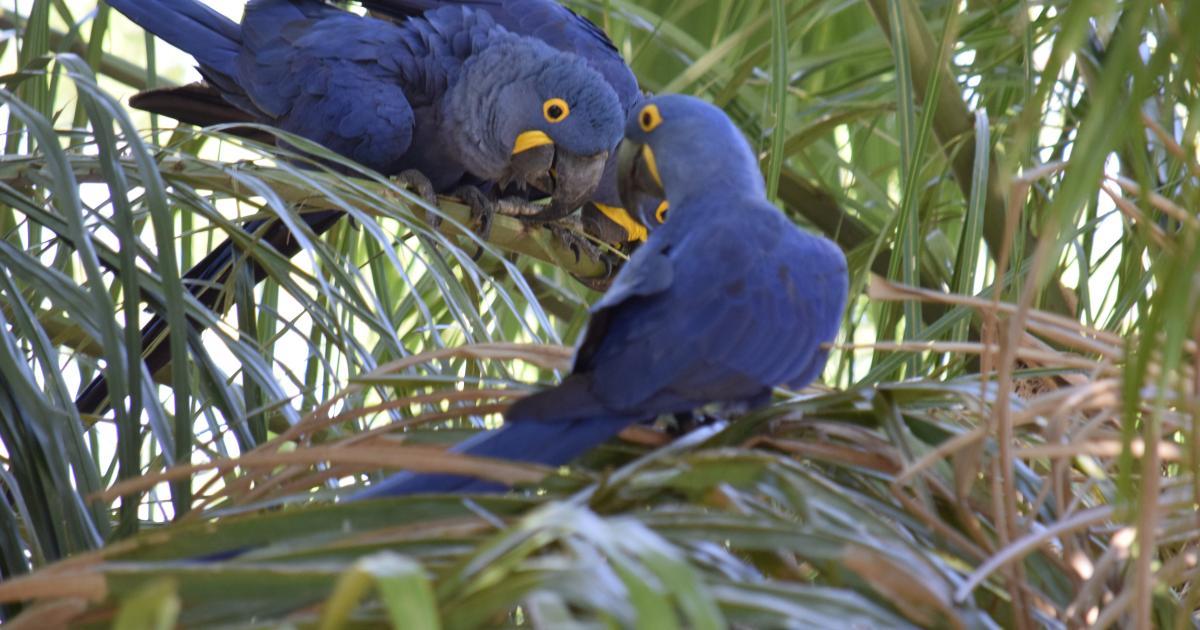 arara #273806 - Biofaces - Bring Nature Closer