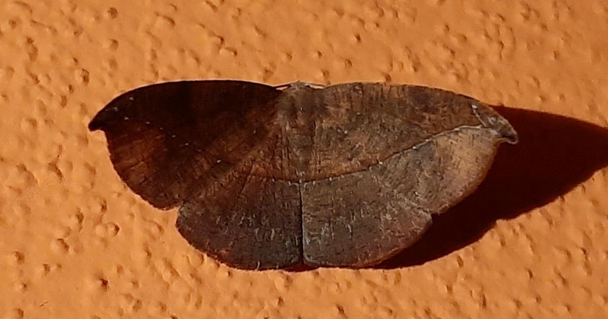 Mariposa #274059 - Biofaces - Bring Nature Closer