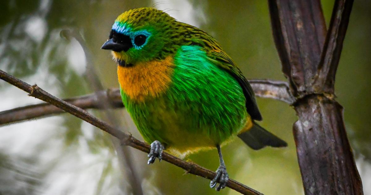 Saíra-lagarta #274070 - Biofaces - Bring Nature Closer