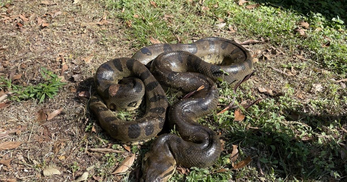 Sucuri-verde #274166 - Biofaces - Bring Nature Closer