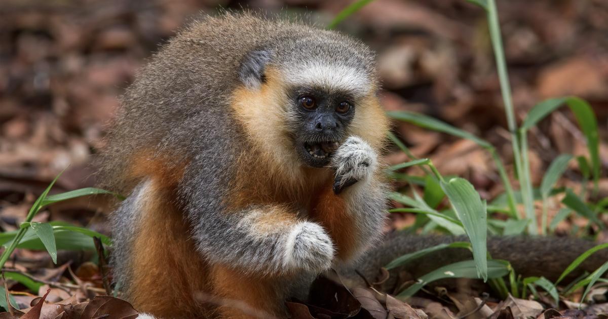 Callicebus #274220 - Biofaces - Bring Nature Closer