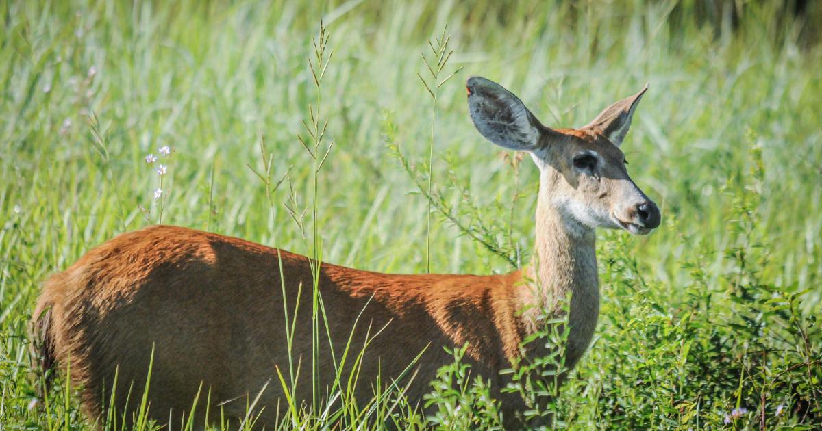 Cervo #274398 - Biofaces - Bring Nature Closer