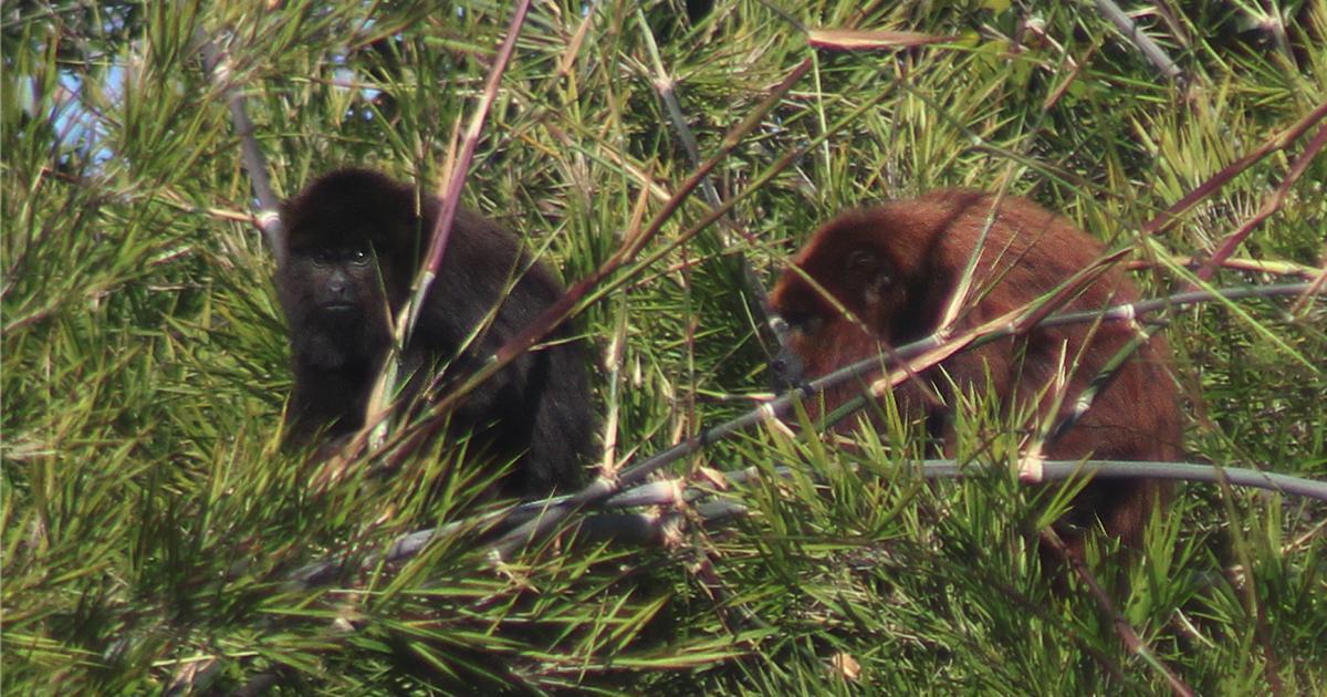 Bugio-preto #274412 - Biofaces - Bring Nature Closer